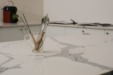 Classic Calacatta | AC555 - AC Stone Group
